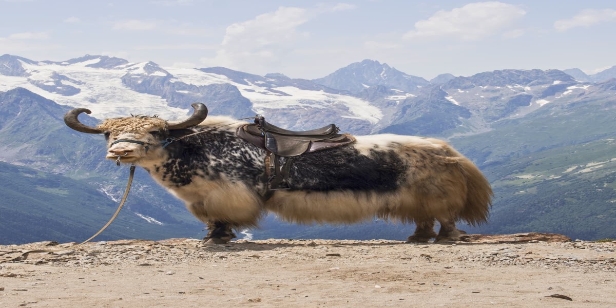 What Animals Live on Mount Everest? Wildlife & Adaptations